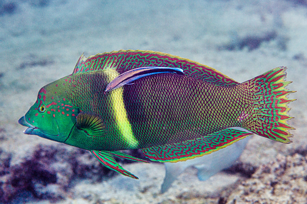 Clown Coris (Queensland titles 2024) · iNaturalist