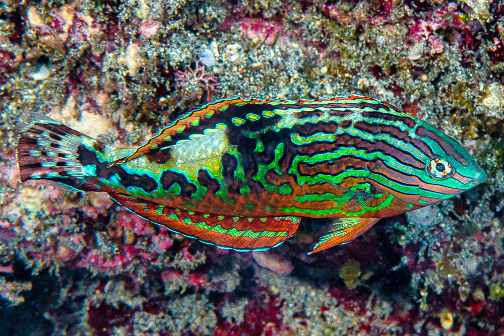 Vermiculate Wrasse (Macropharyngodon bipartitus) - Marine Life ...