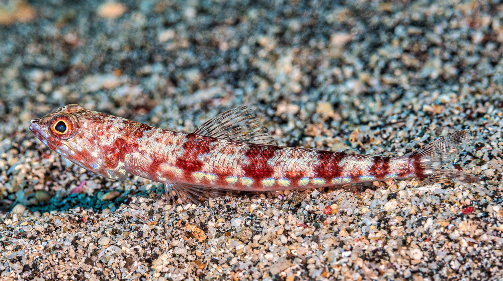 Twospot Lizardfish from Hikungteti, East Nusa Tenggara, Indonesia on ...