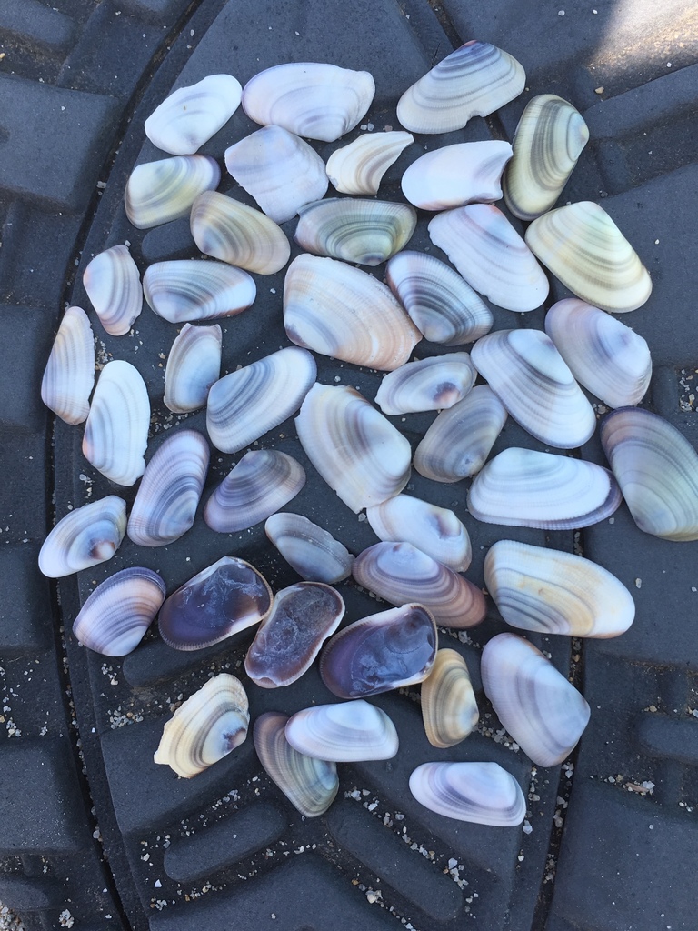 Gould Beanclam (China Cove Organisms) · iNaturalist