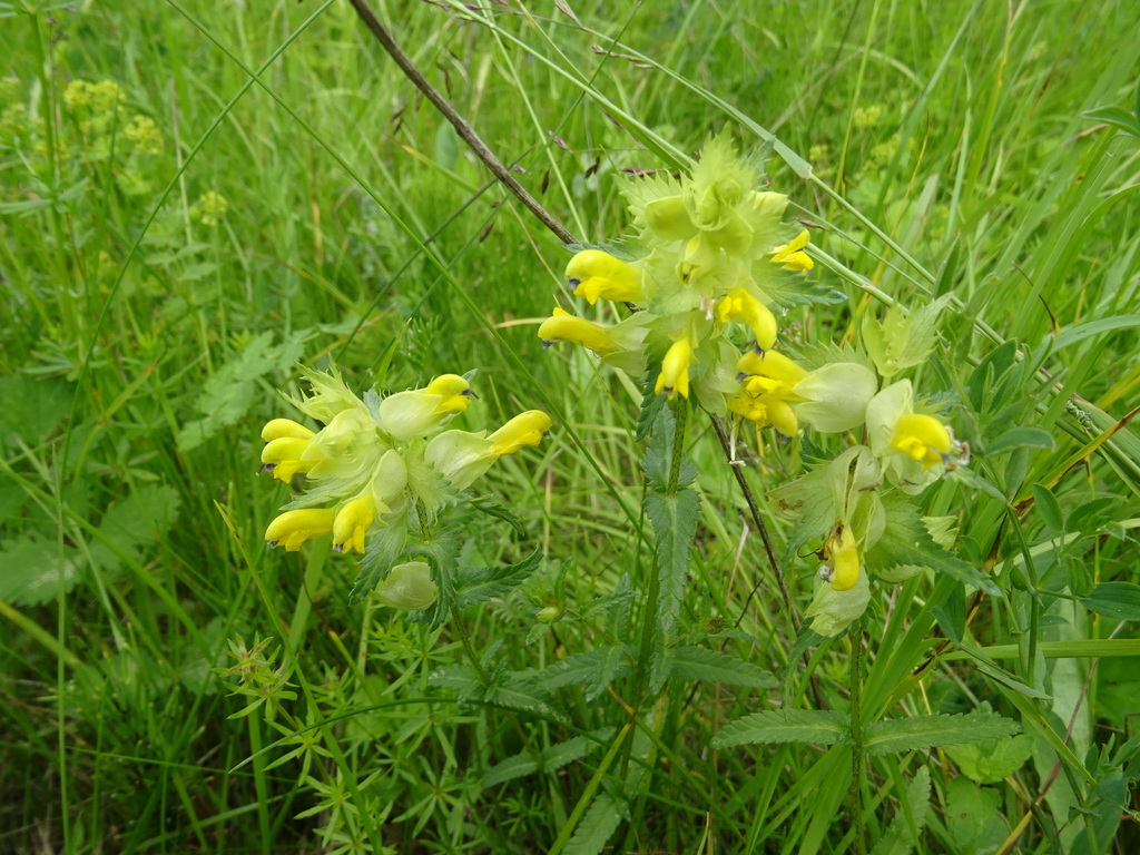 Greater Yellow-rattle from Тугулымский р-н, Свердловская обл., Россия on July 2, 2022 at 02:23 ...