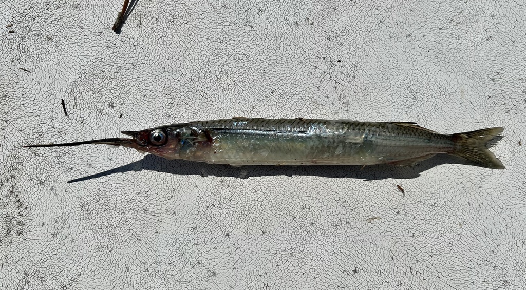 American Halfbeak (Hyporhamphus meeki) - Marine Life Identification