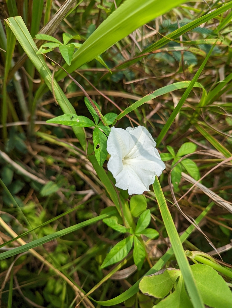 Distimake quinatus in September 2022 by lecanorchis · iNaturalist