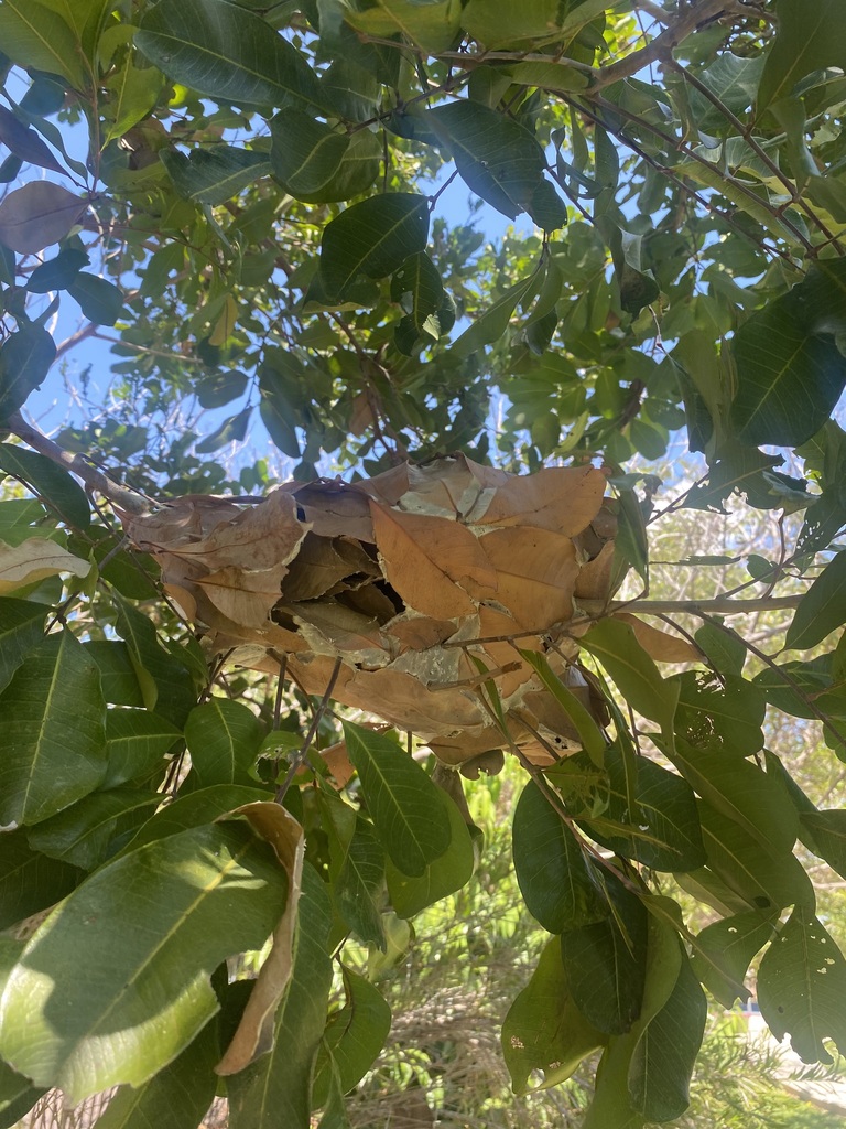 Animals from Darwin NT, Australia on September 14, 2022 at 12:02 PM by ...