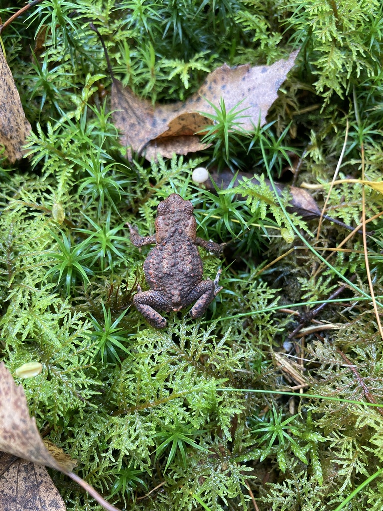 European Toad from Europavei 134, Drøbak, Akershus, NO on September 14 ...