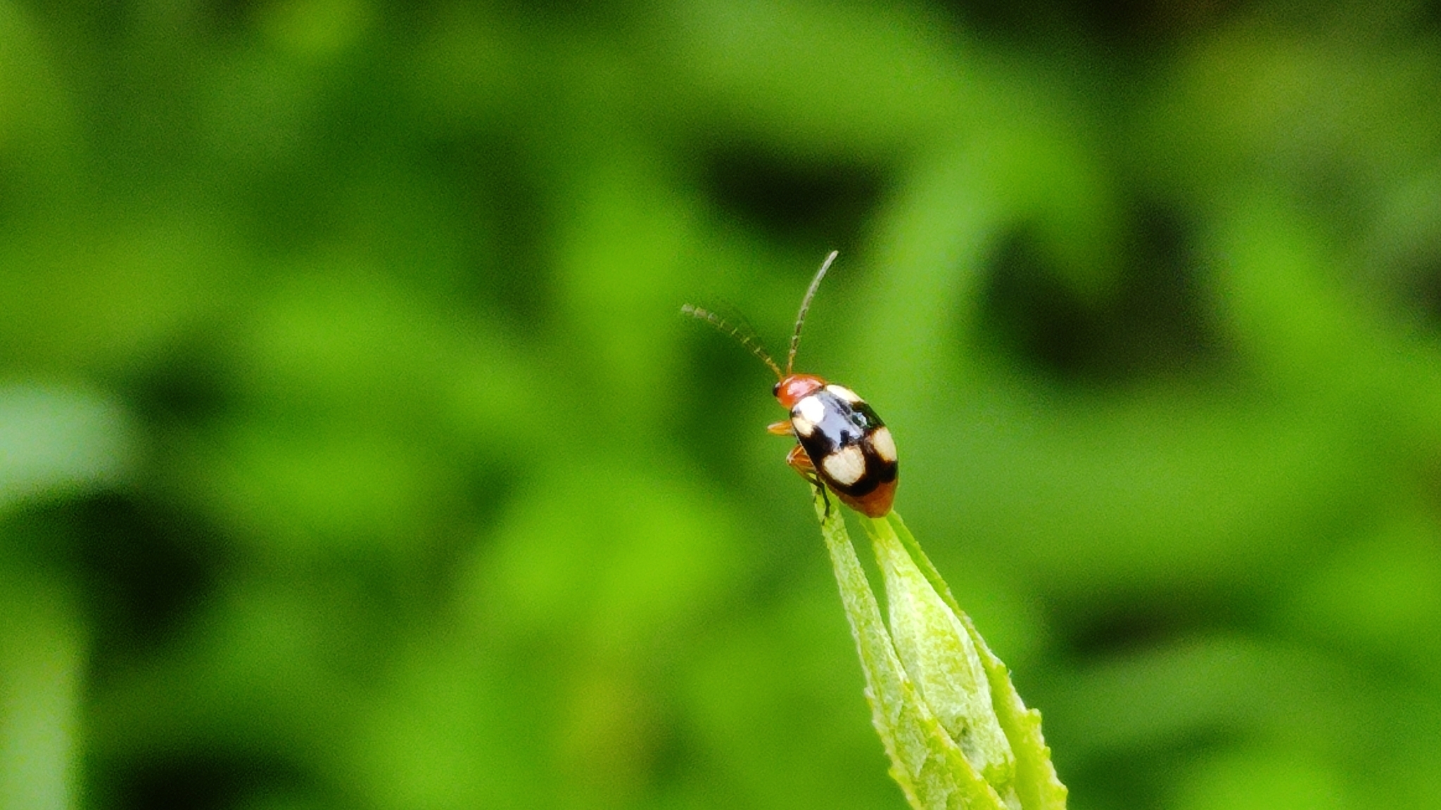 Monolepta signata (Olivier, 1808)