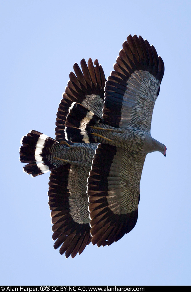 Madagascar Harrier-Hawk (Polyboroides radiatus) - Avian Discovery