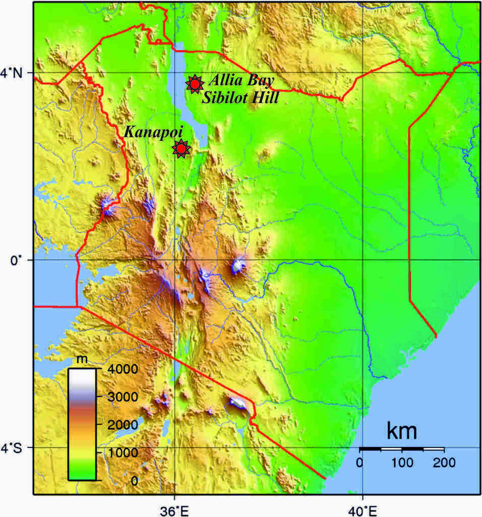 (Australopithecus anamensis) - Know Your Mammals