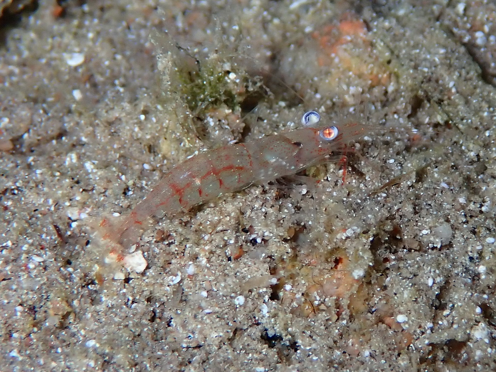 Processa modica Williamson, 1979