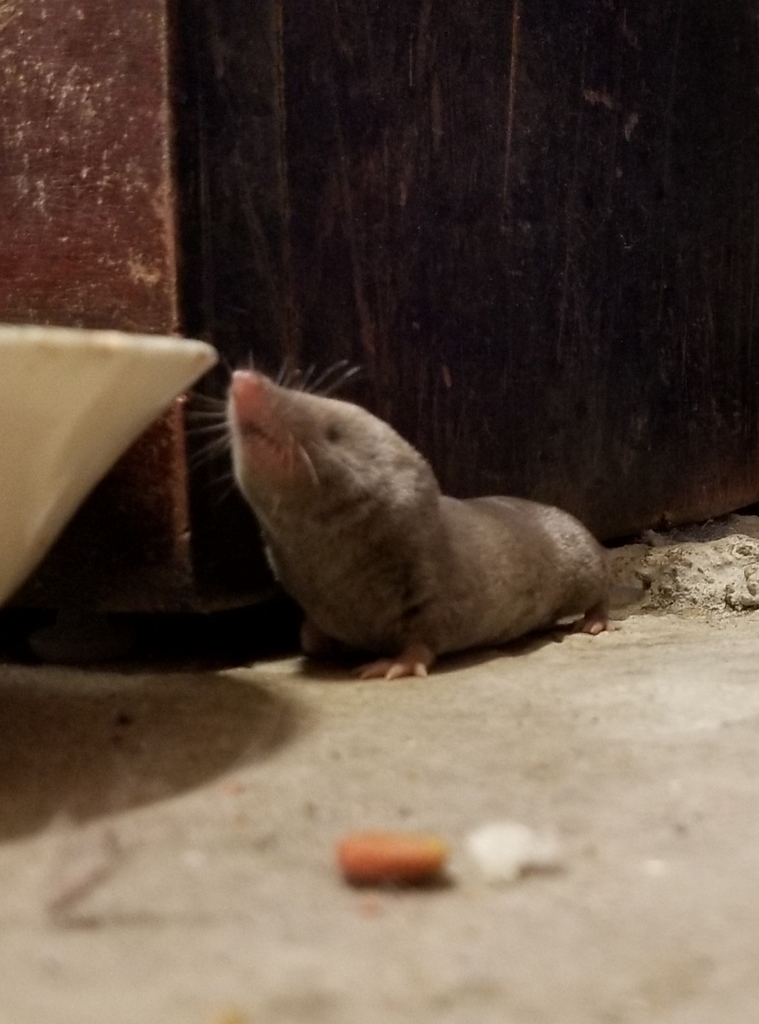 Northern Short-tailed Shrew from Coxsackie Antique Center, West ...