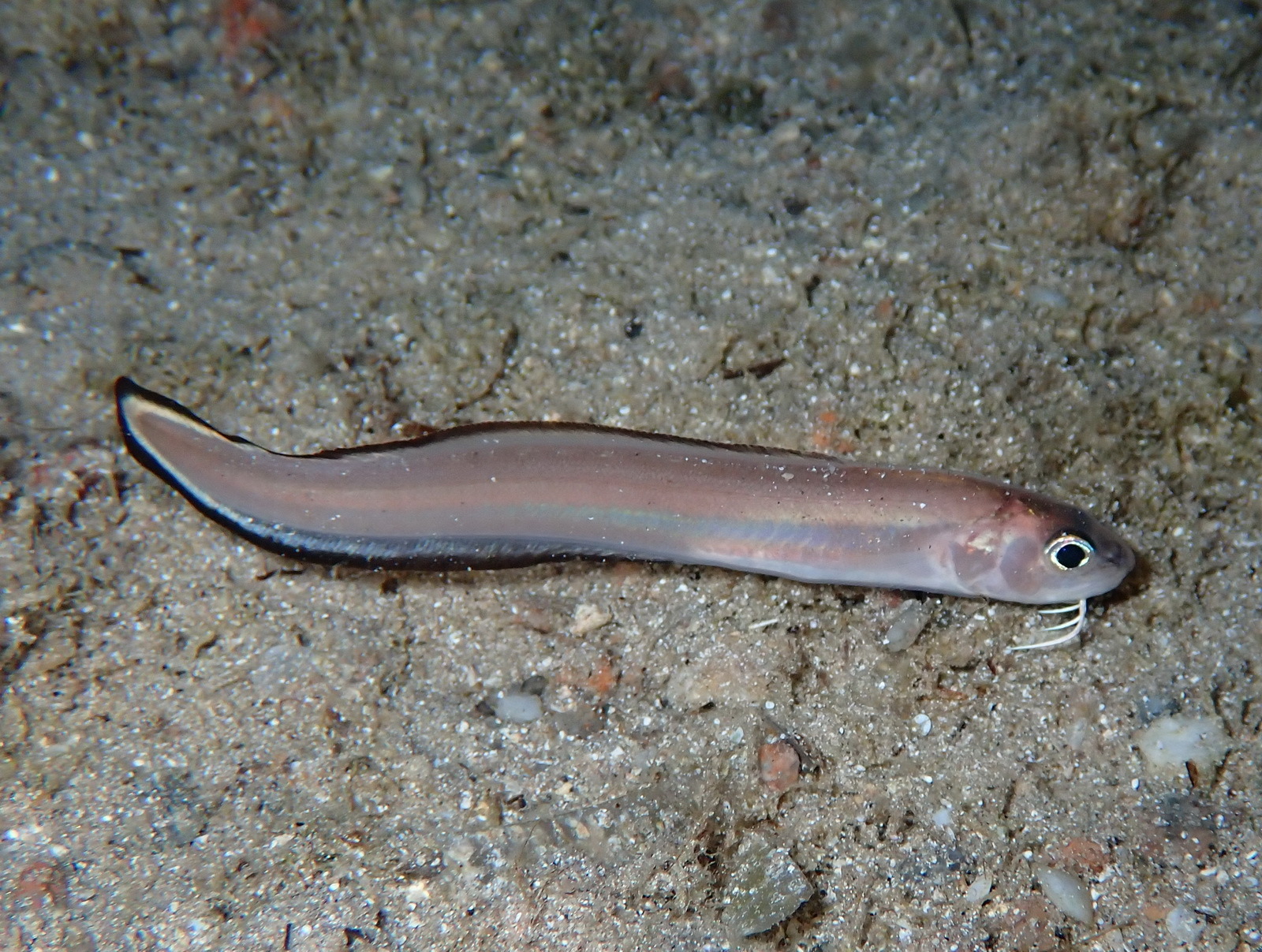 Ophidion rochei Müller, 1845