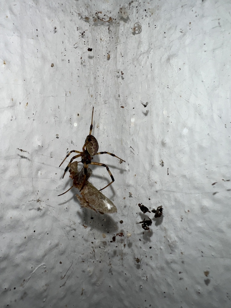 Asian Hermit Spider from Jalan Girdle, Raub, Pahang, MY on September 14 ...