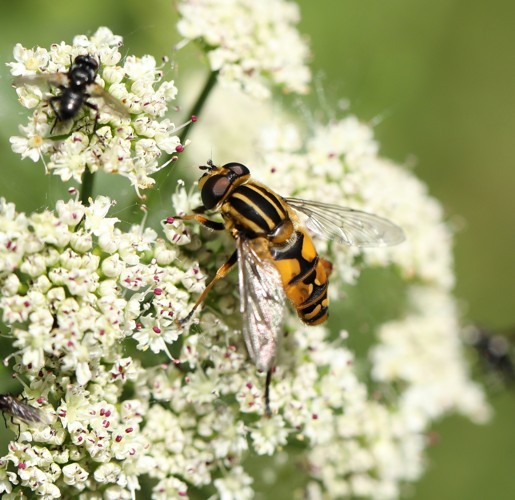 Sun Fly from Gonfreville-l'Orcher, France on May 03, 2022 at 01:56 PM ...