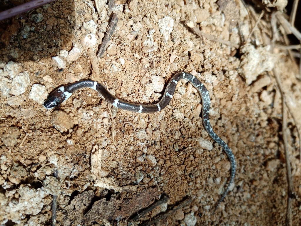 Indian Wolf Snake from Mahenwatte, Sri Lanka on September 12, 2022 at ...