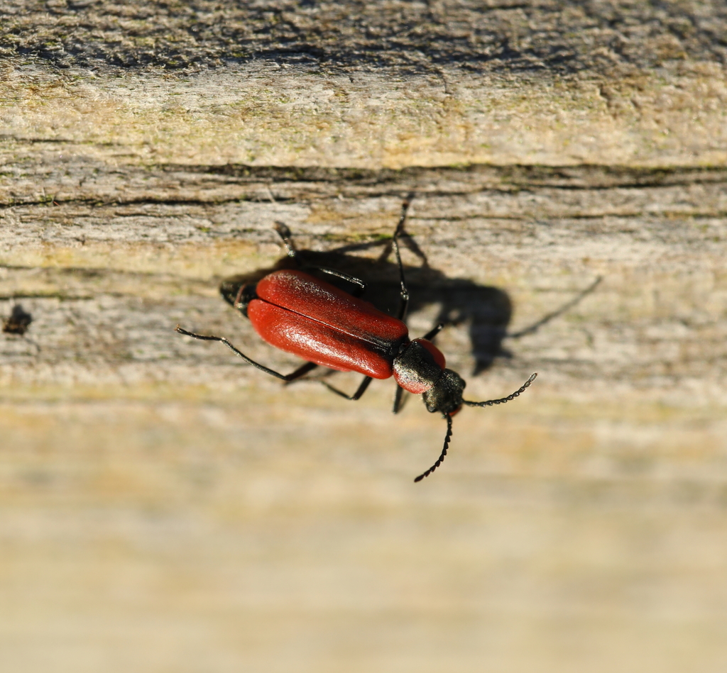 Red Malachite Beetle from Oudalle, France on October 28, 2021 at 02:06 ...