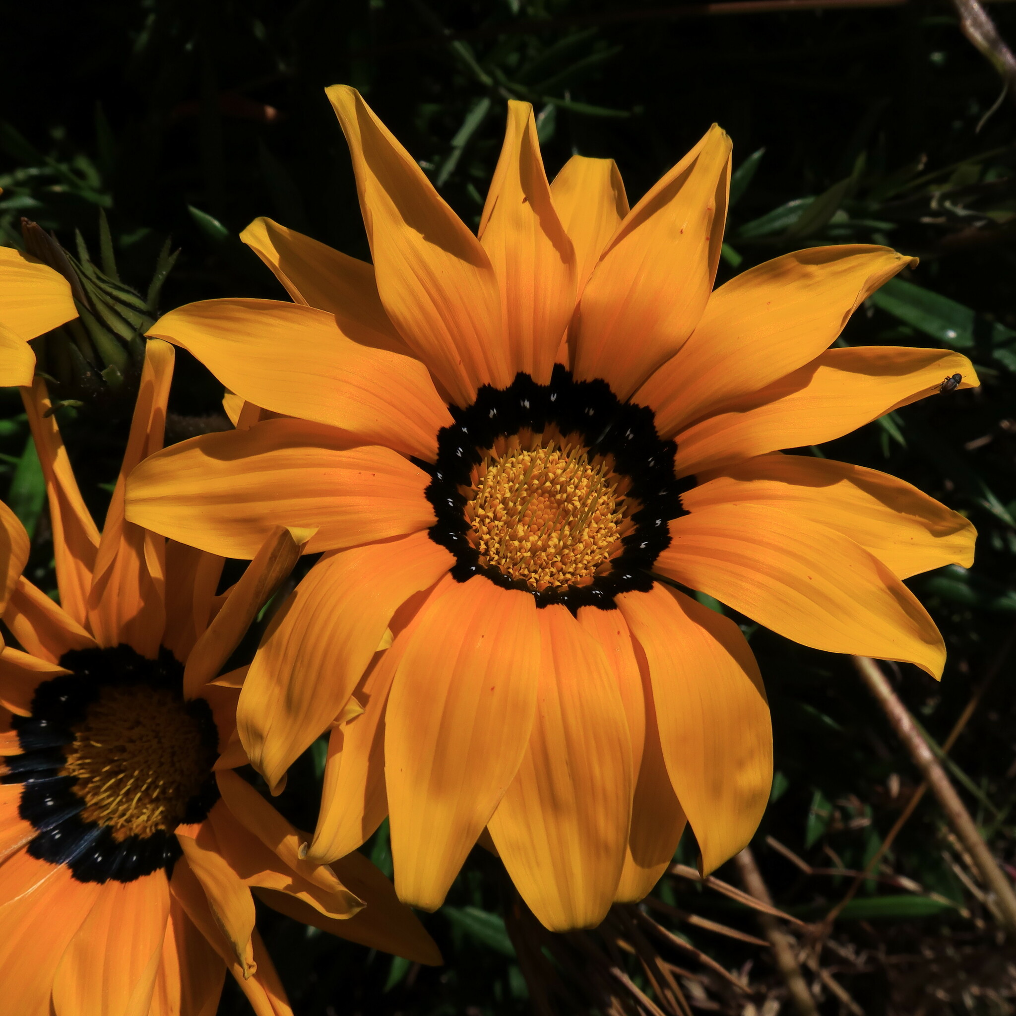 Gazania pectinata (Thunb.) Hartw.