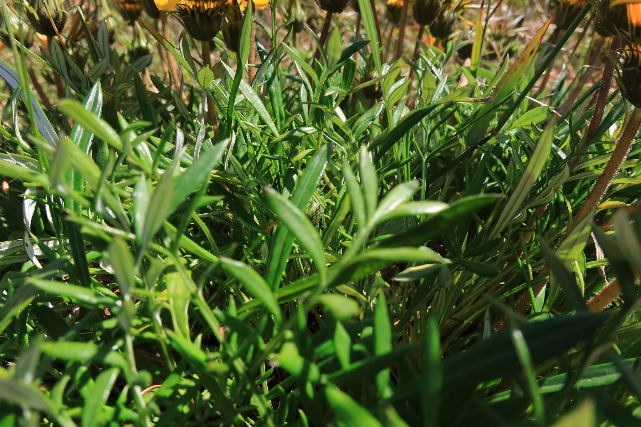 Gazania pectinata (Thunb.) Hartw.