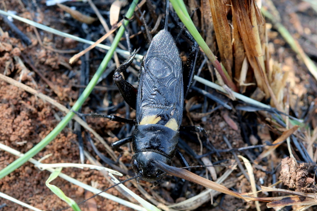 Southern Field Cricket from Rietfontein, Pretoria, 0084, South Africa ...