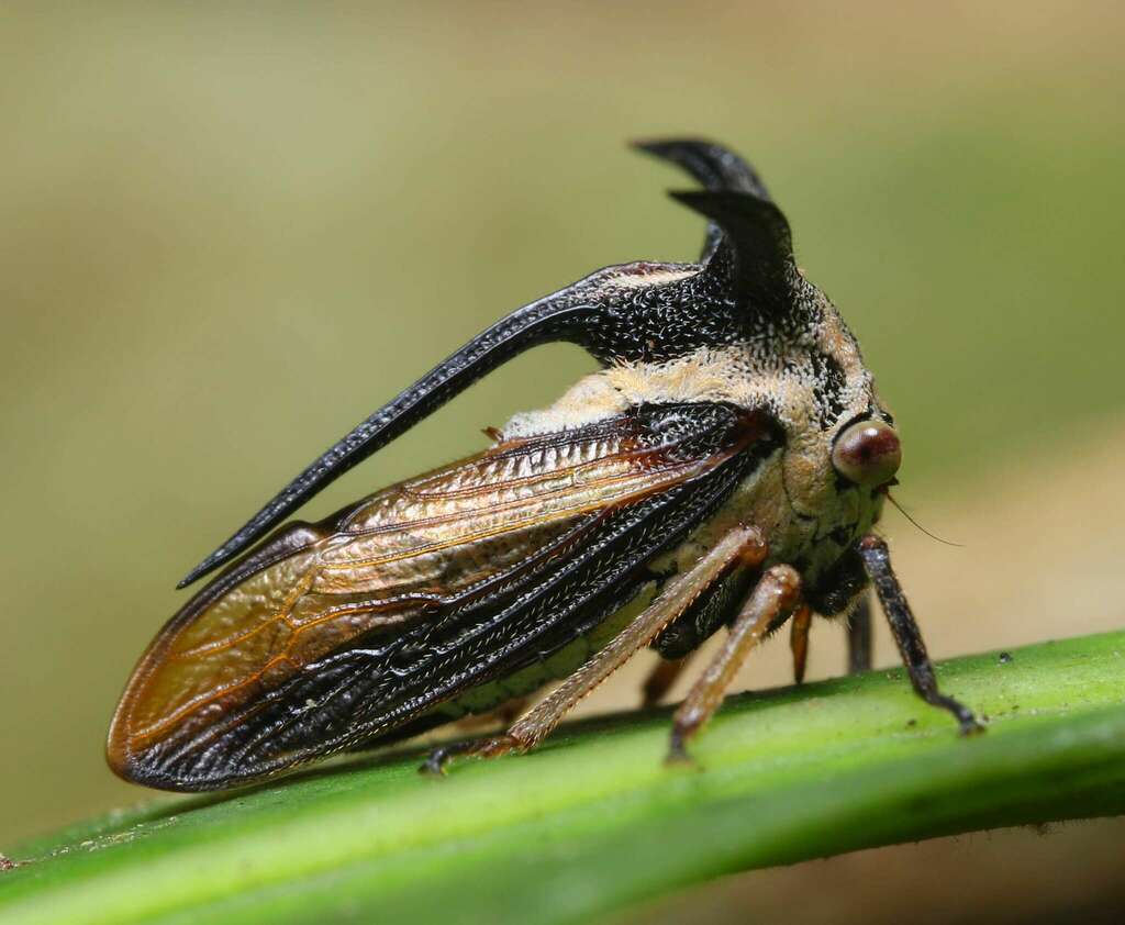 Leptocentrus from 中国云南省西双版纳傣族自治州 on August 2, 2022 at 01:15 PM by ...