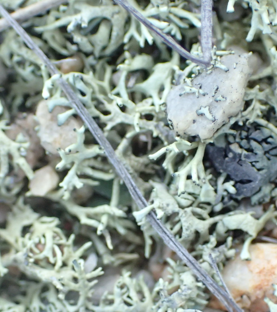 rock shield lichens from Baviaanskloof, Cacadu, Eastern Cape, South ...
