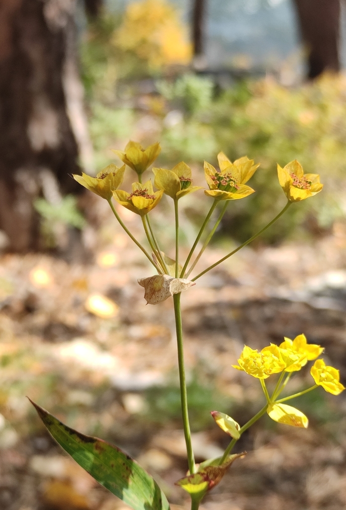 Bupleurum multinerve from Иркутская обл., Россия, 664520 on September ...