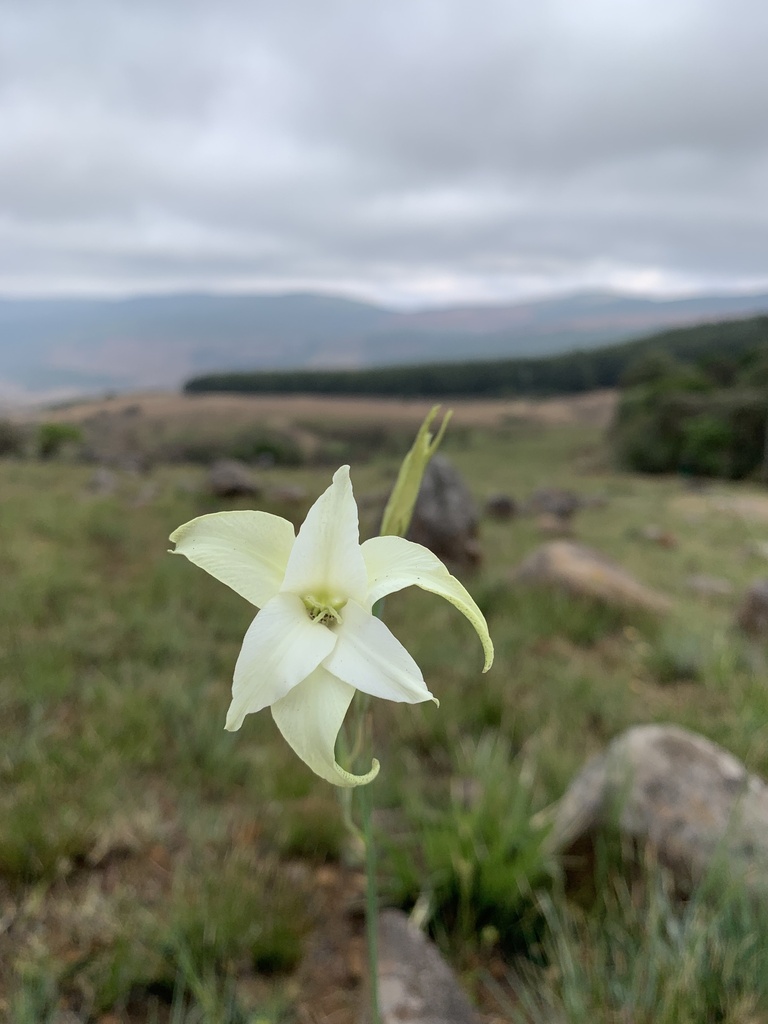 honey flower from Thaba Chweu, Sabie, MP, ZA on September 13, 2022 at ...