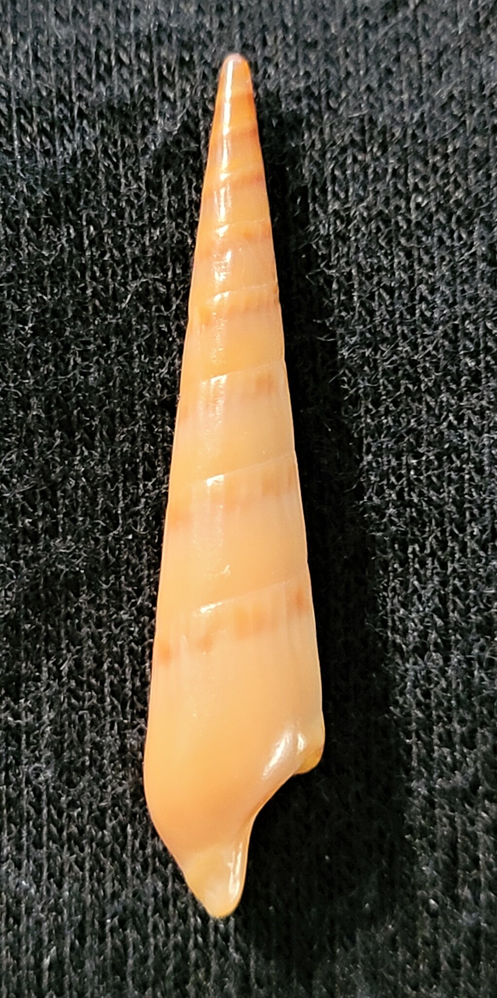 Hastula luctuosa (Hinds, 1844)