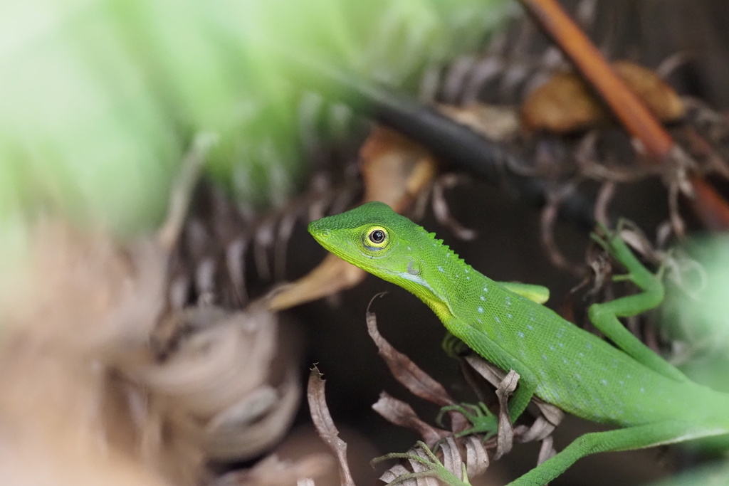 Burmese Green Crested Lizard from พบ. 4030, Kaeng Krachan, Phetchaburi ...