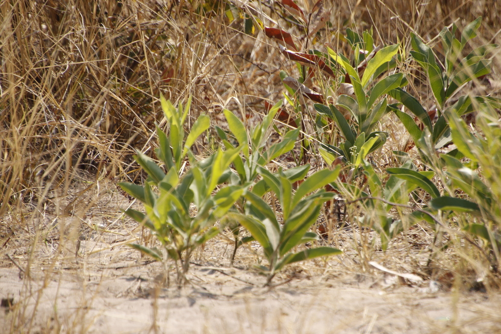 Something from Rukange Trail, Mahango Core Area, Bwabwata National Park ...