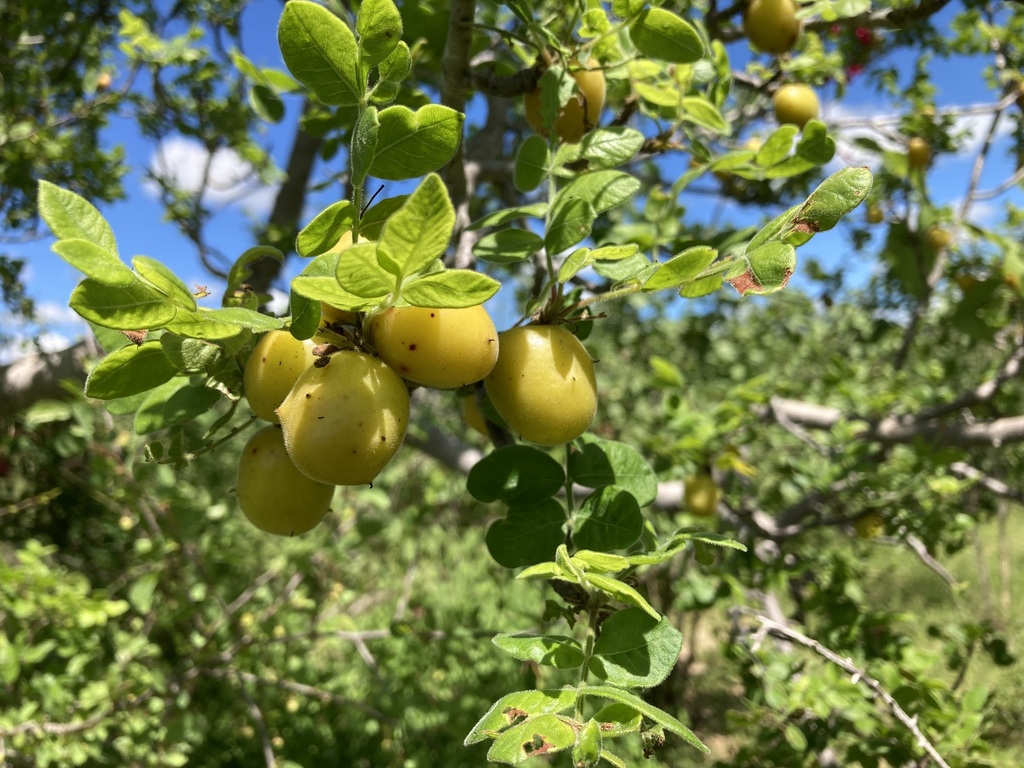cimarron plum from La Paz, B.C.S., México on September 10, 2022 at 02: ...