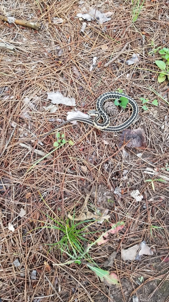 Common Garter Snake from Mountain, WI, USA on September 14, 2022 at 10: ...