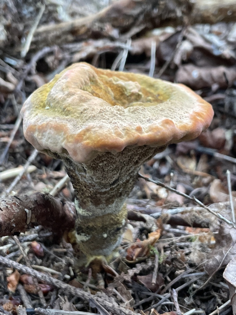 Dyer's Polypore from Juanita Dr NE, Kirkland, WA, US on September 13 ...
