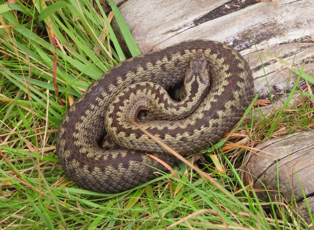 Adder from Argyll and Bute Council, UK on September 14, 2022 at 07:30 ...