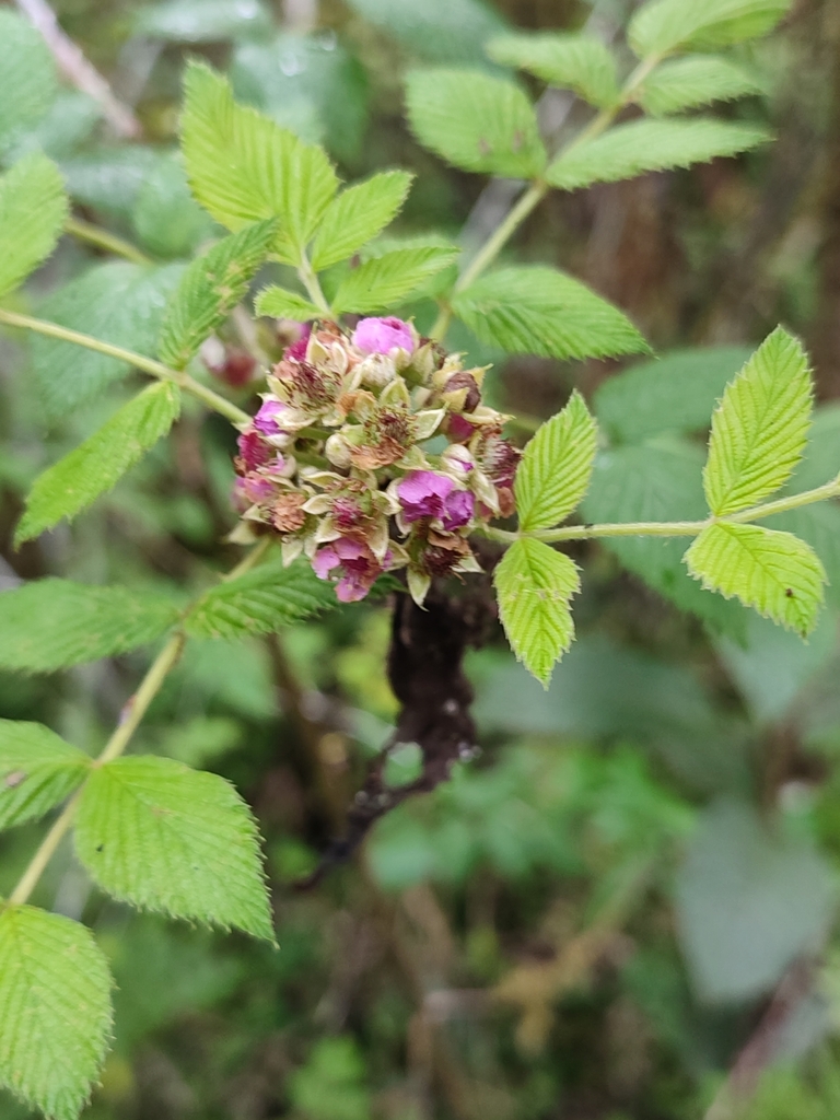 Ceylon Raspberry from Santa Cruz, Parque Nacional Galápagos, EC-GA, EC ...