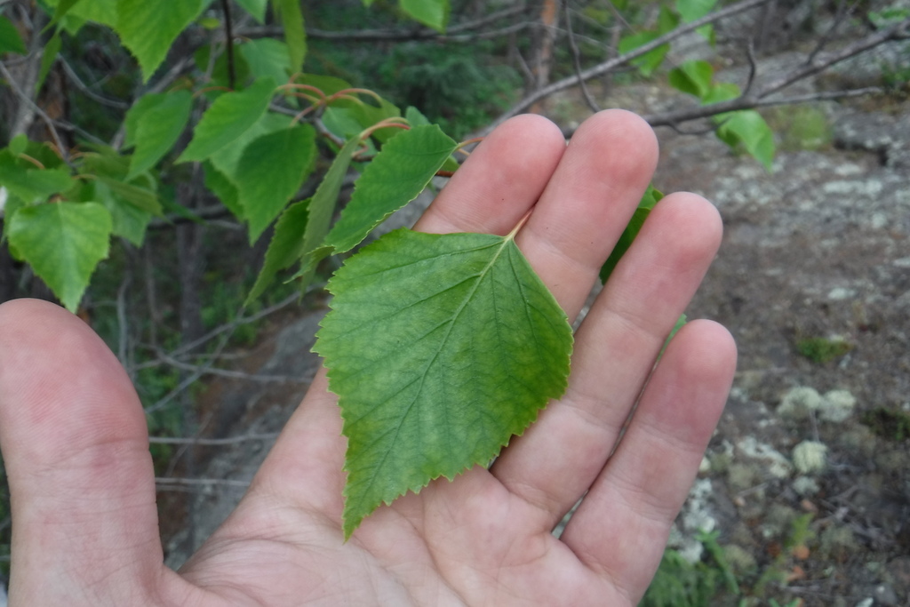 Alaska Paper Birch (Betula neoalaskana) - Botanical Realm