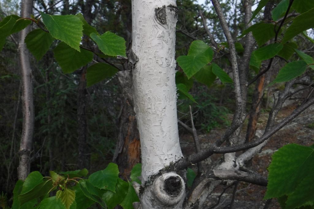 Alaska Paper Birch (Betula neoalaskana) - Botanical Realm