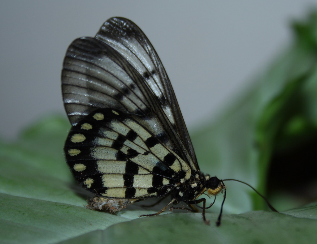Small Greasy (Tamborine Mountain Eco-Zone - Animal Invertebrates ...