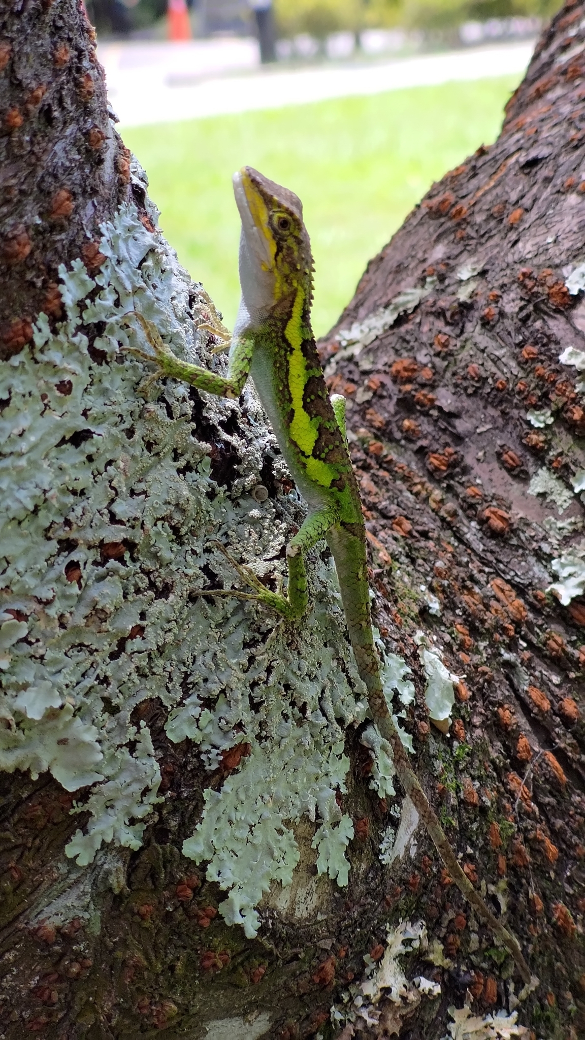 Diploderma brevipes (Gressitt, 1936)