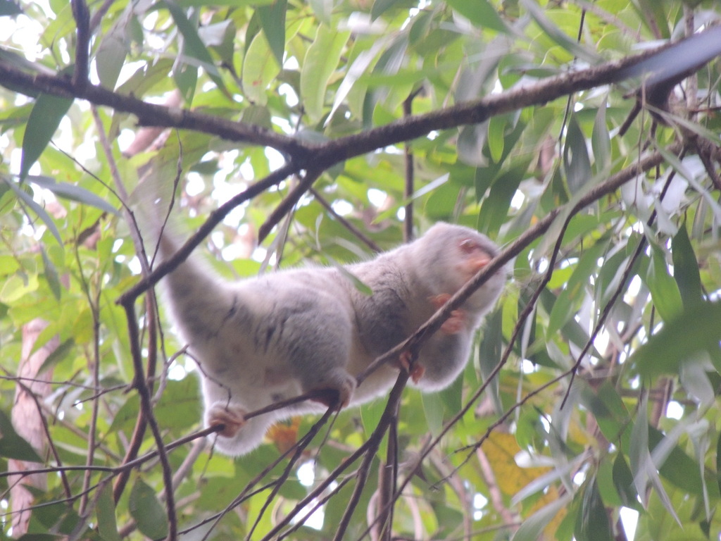 Common Spotted Cuscus from Lockhart QLD 4892, Australia on October 25 ...