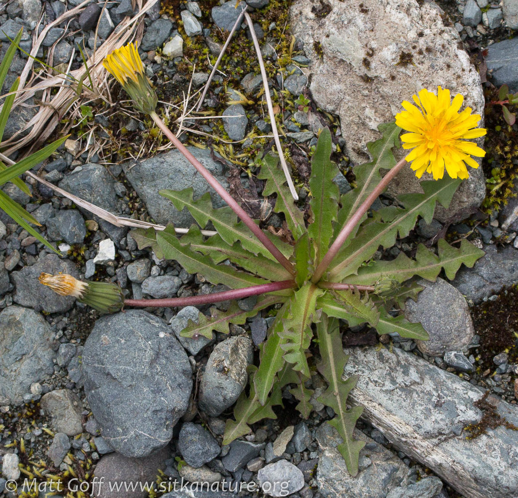 Alaska Dandelion from Sitka, AK, USA on June 29, 2013 at 12:43 PM by M ...
