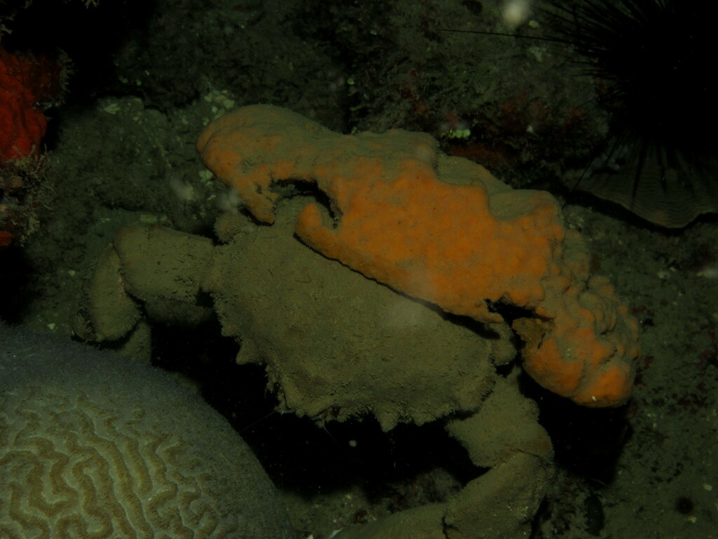 Sleepy Sponge Crab from Nosy-Be, Madagascar on August 23, 2022 at 06:59 ...