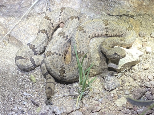 Mottled Rock Rattlesnake (Crotalus lepidus lepidus) - Snakes and Lizards