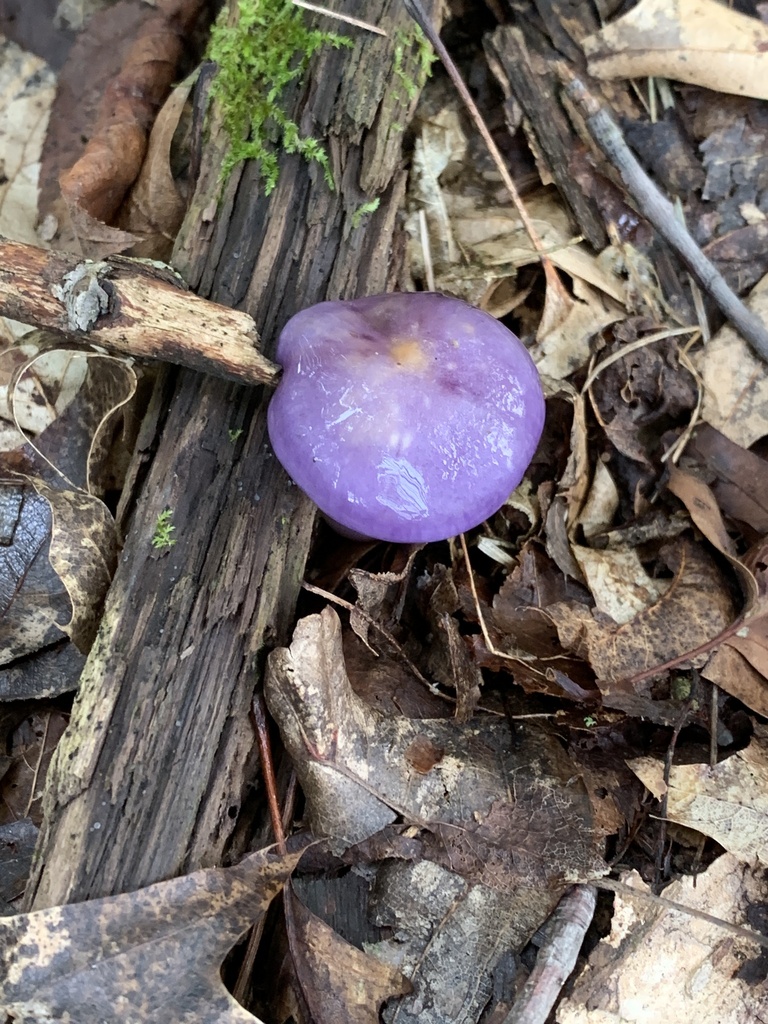 Viscid Violet Cort in September 2022 by Linda Gilbert · iNaturalist
