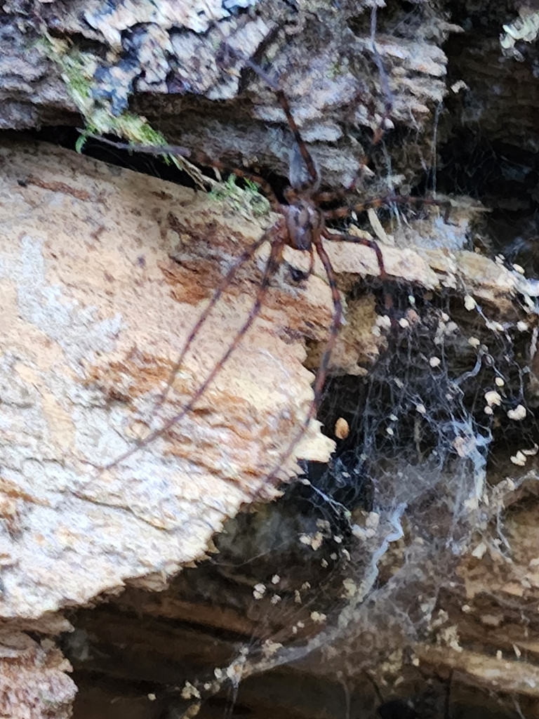 Calymmaria from Arcata, CA, USA on September 14, 2022 at 09:30 AM by bholthus1021 · iNaturalist