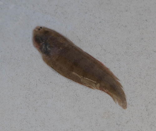 Blackcheek Tonguefish (A Guide To North Carolina's Marine Life ...