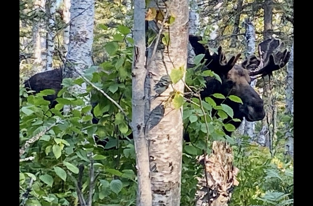 Northwestern Moose from Isle Royale National Park, Eagle Harbor, MI, US ...