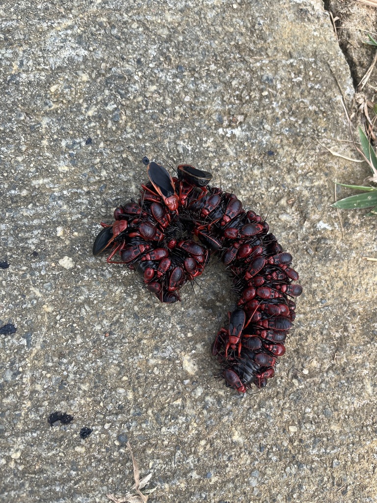 Millipede Assassin Bugs from Ciudad de la Paz, Equatorial Guinea on ...