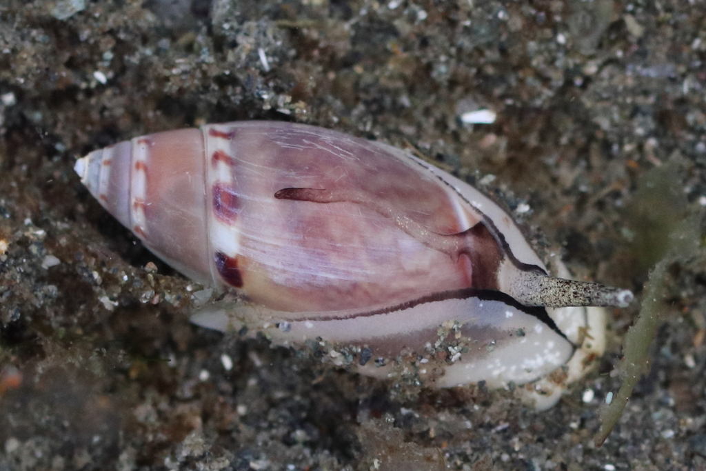 Beatic Dwarf Olive Snail from Inside Beach on July 13, 2022 at 08:47 AM ...