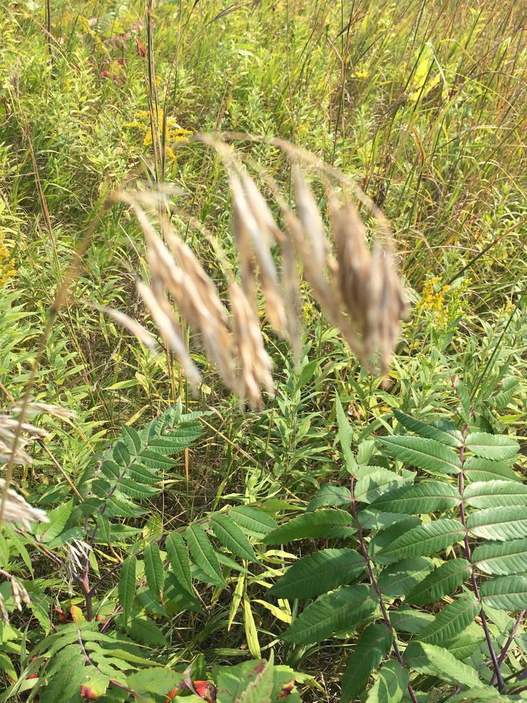 sumacs from Sage Way NW, Prior Lake, MN, US on September 14, 2022 at 01 ...