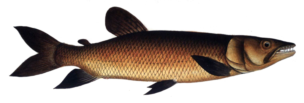 African Pikes (Hepsetidae) - Marine Life Identification